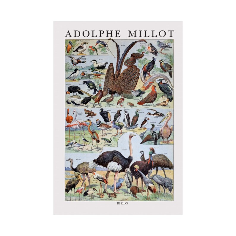 AM-B1 Vintage Bird Giclee Art Print, Bird Wall Fine Art, Adolphe Milot ...