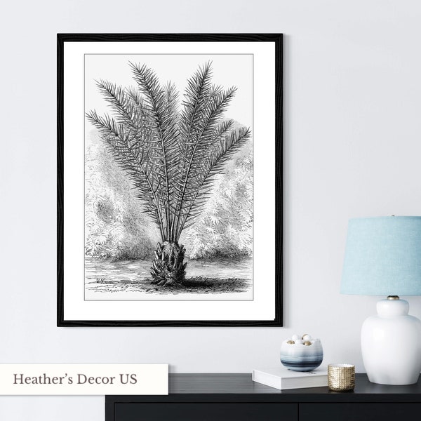 OKP14 Vintage Palm Tree Landscape Engraving Reproduction, Tropical ...
