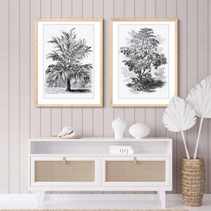 0K-P5 Vintage Chocho Palm Tree Etching Reproduction, Tropical Botanical ...