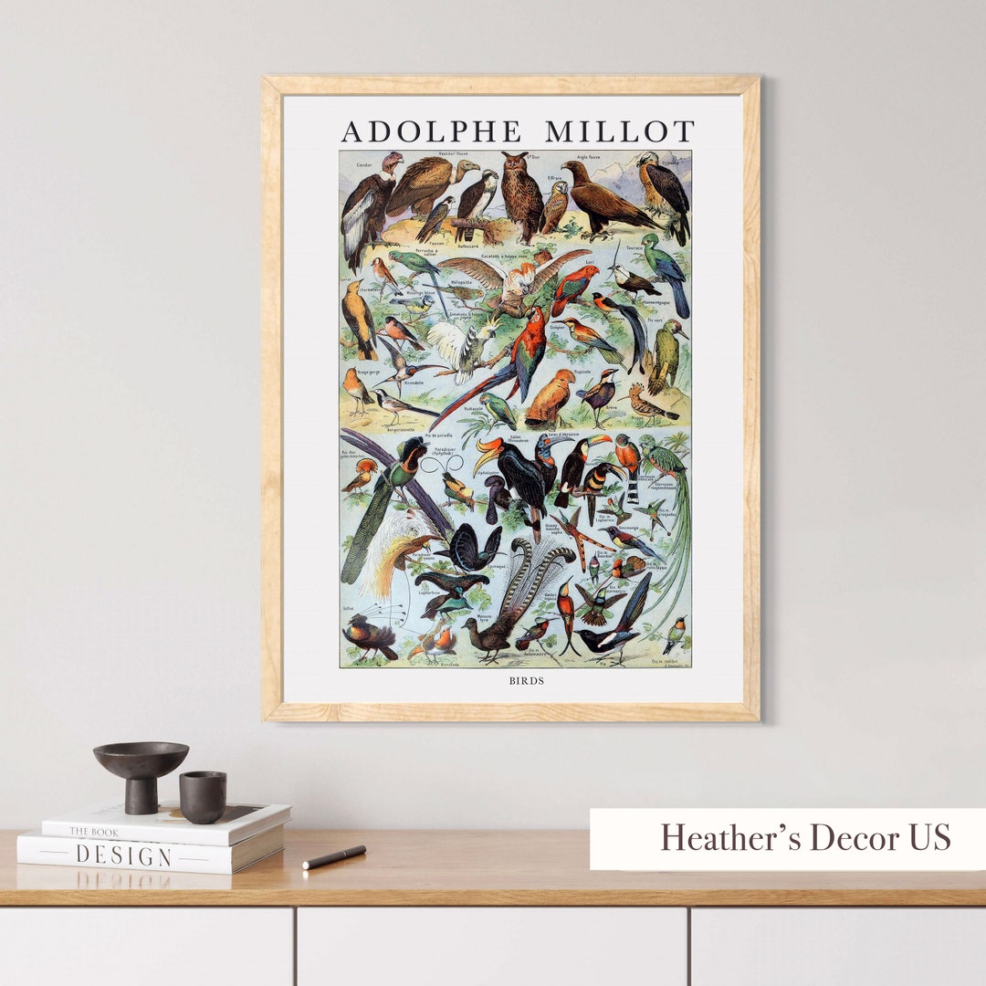 AM-B3 | Bird Lovers Tropical Vintage Bird Giclee, Bird Wall Art Poster ...