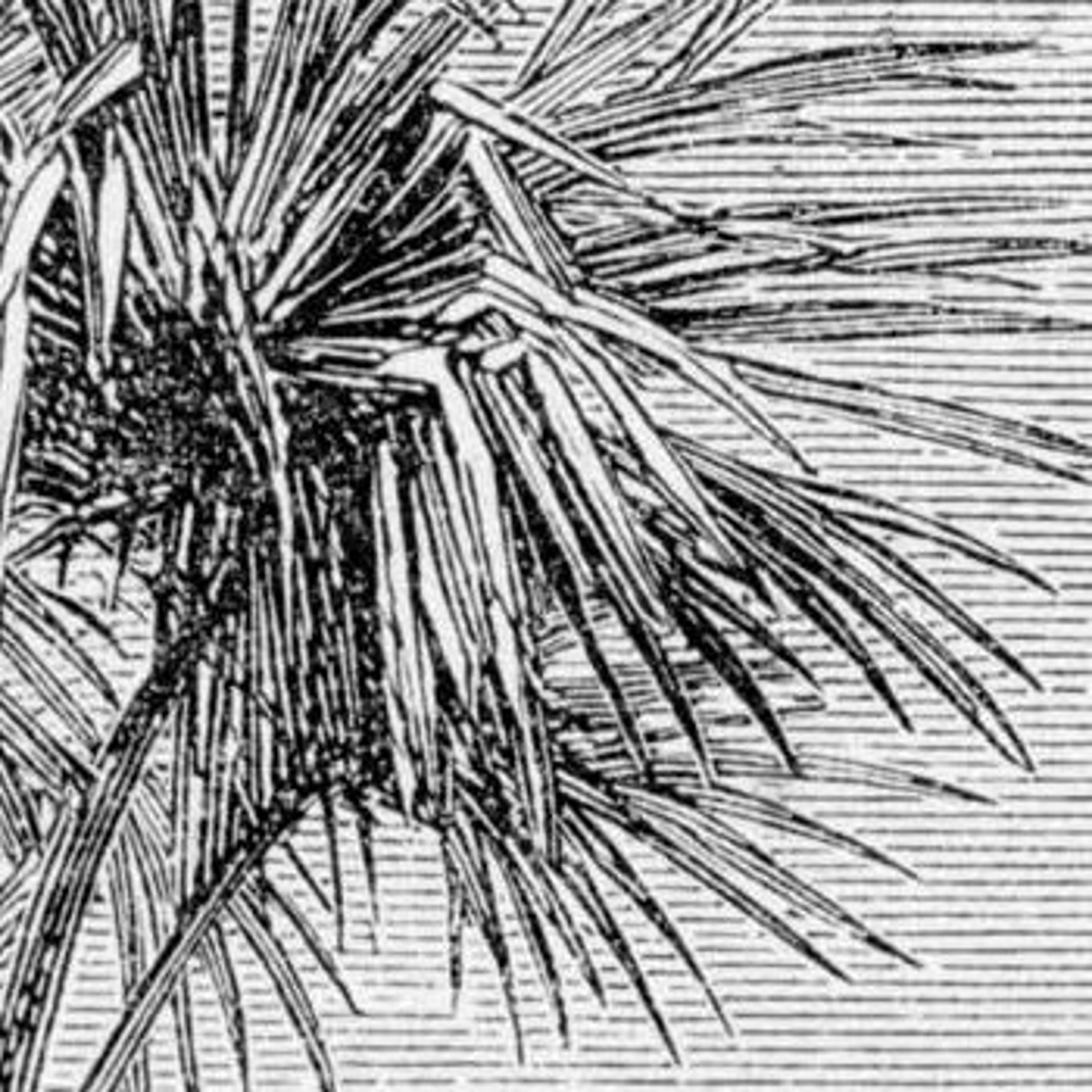 OKP14 Vintage Palm Tree Landscape Engraving Reproduction, Tropical ...