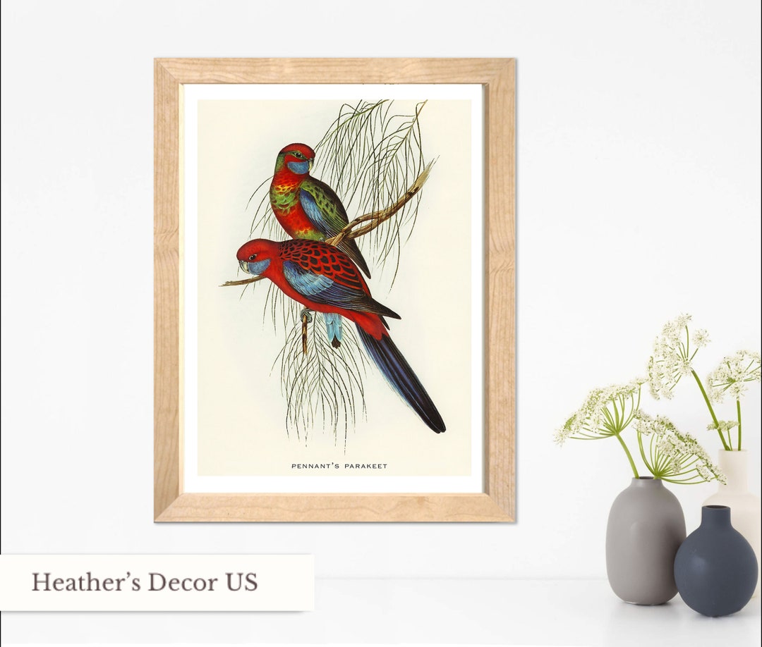 EG-P6 Vintage Pennants Parakeet Bird Wall Art, Fine Art Giclee ...