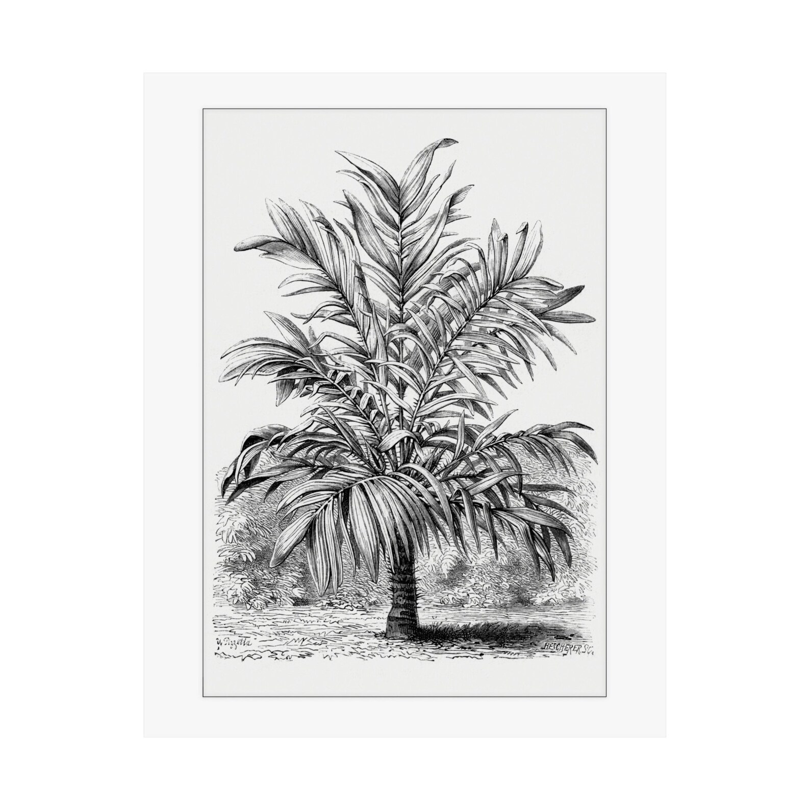 0K-P5 Vintage Chocho Palm Tree Etching Reproduction, Tropical Botanical ...