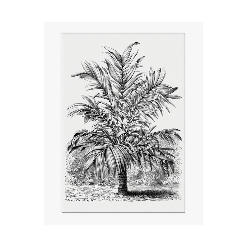 0K-P5 Vintage Chocho Palm Tree Etching Reproduction, Tropical Botanical ...