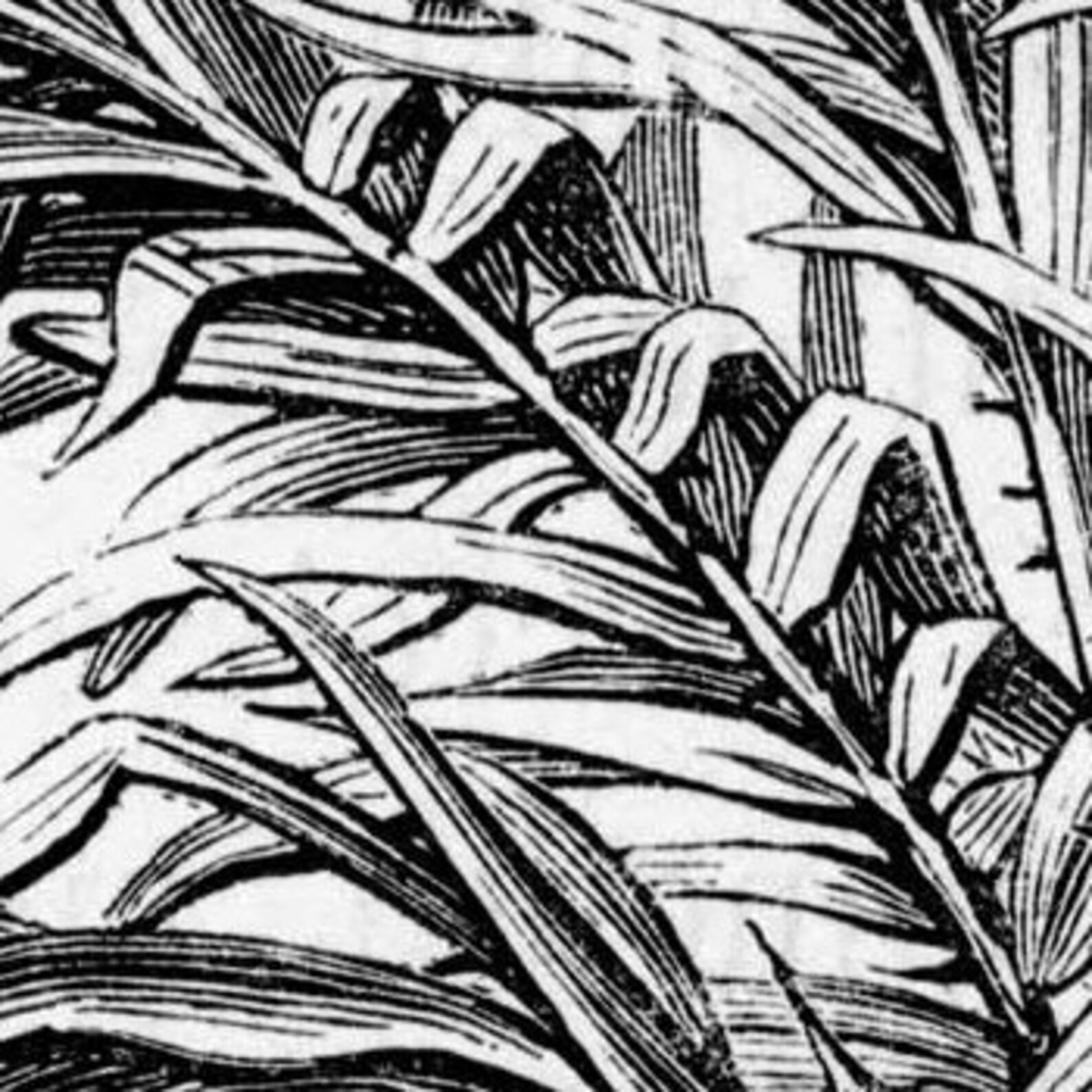 0K-P5 Vintage Chocho Palm Tree Etching Reproduction, Tropical Botanical ...