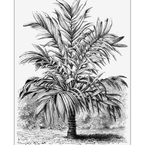 0K-P5 Vintage Chocho Palm Tree Etching Reproduction, Tropical Botanical ...