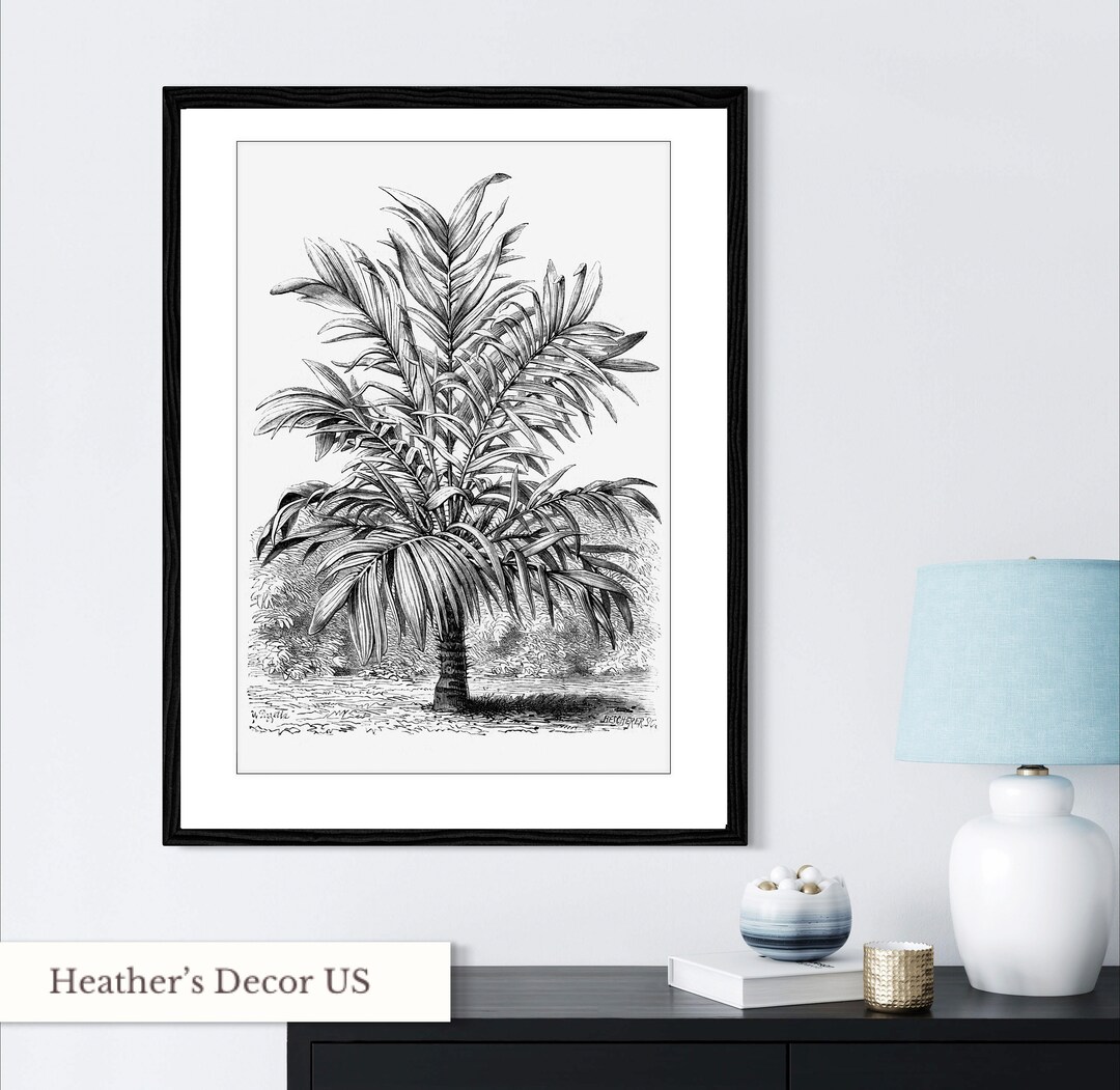 0K-P5 Vintage Chocho Palm Tree Etching Reproduction, Tropical Botanical ...