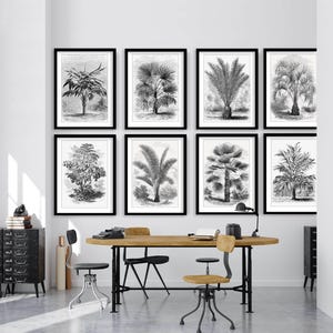 0K-P5 Vintage Chocho Palm Tree Etching Reproduction, Tropical Botanical ...