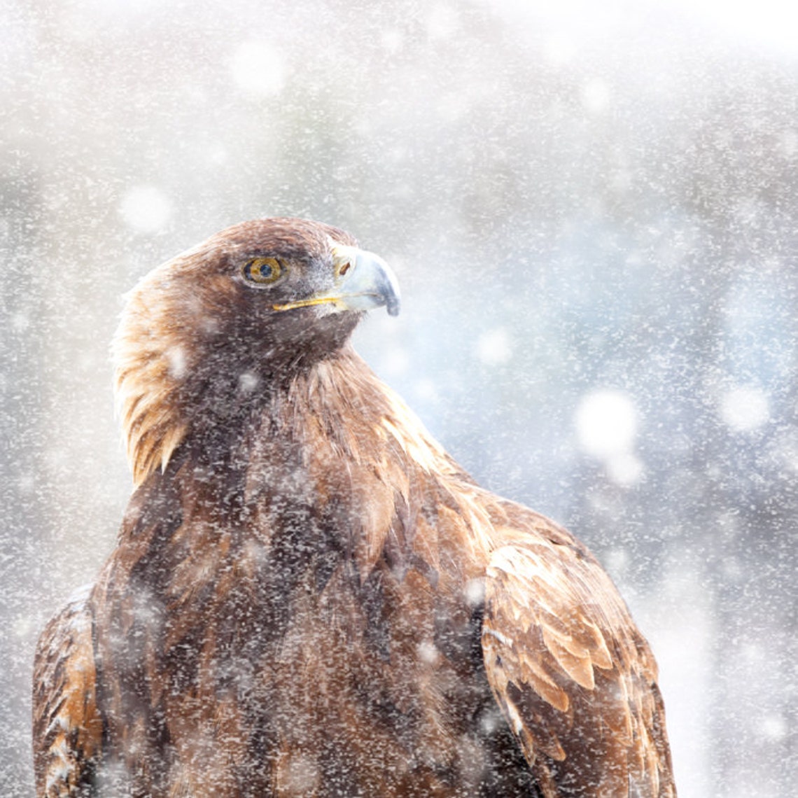 Eagle Photograph Golden Eagle Winter Photography Snowy - Etsy