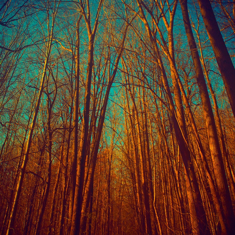 Nature Photography Autumn Photograph Burnt Orange - Etsy