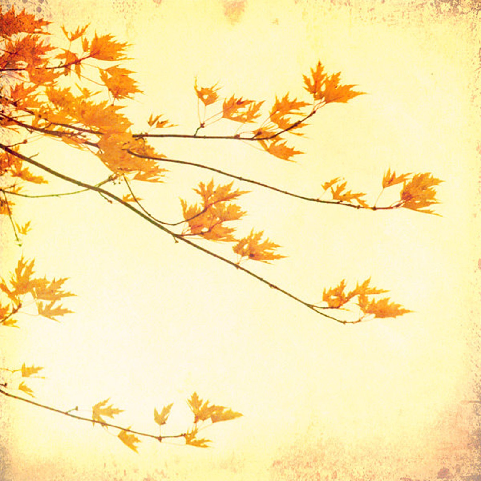 Honey Gold Photography Amber Fall Decor Maple Leaves | Etsy