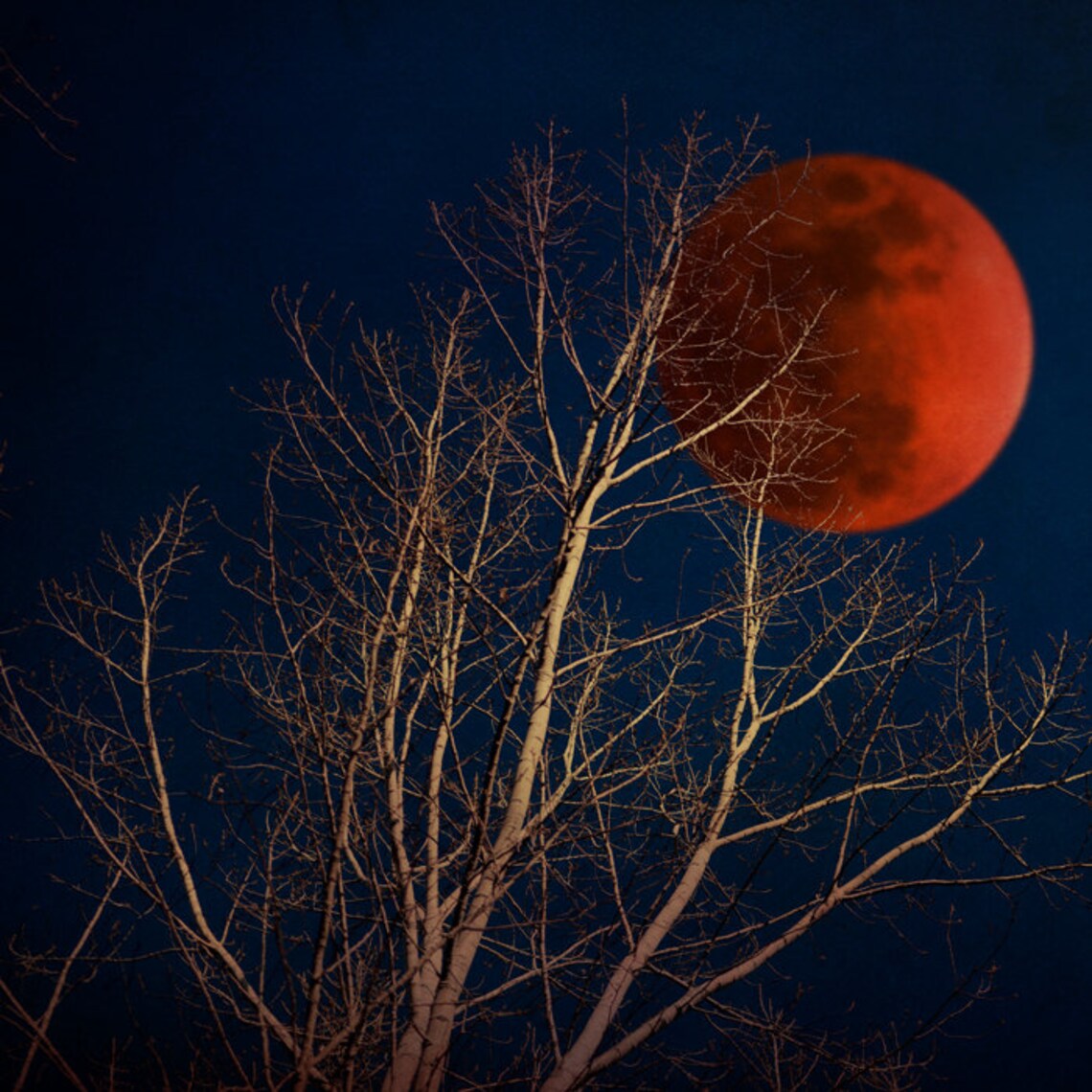 Halloween Decorating Nature Photography Lunar Eclipse Moon - Etsy