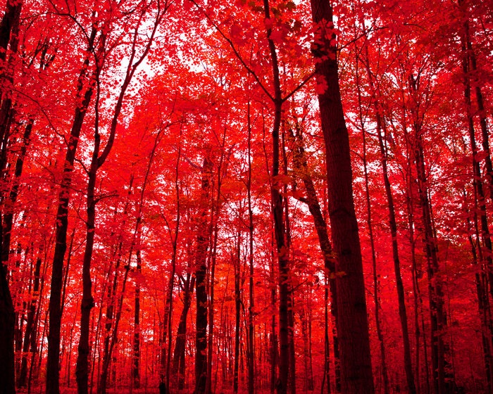 Blood On The Leaves Tree