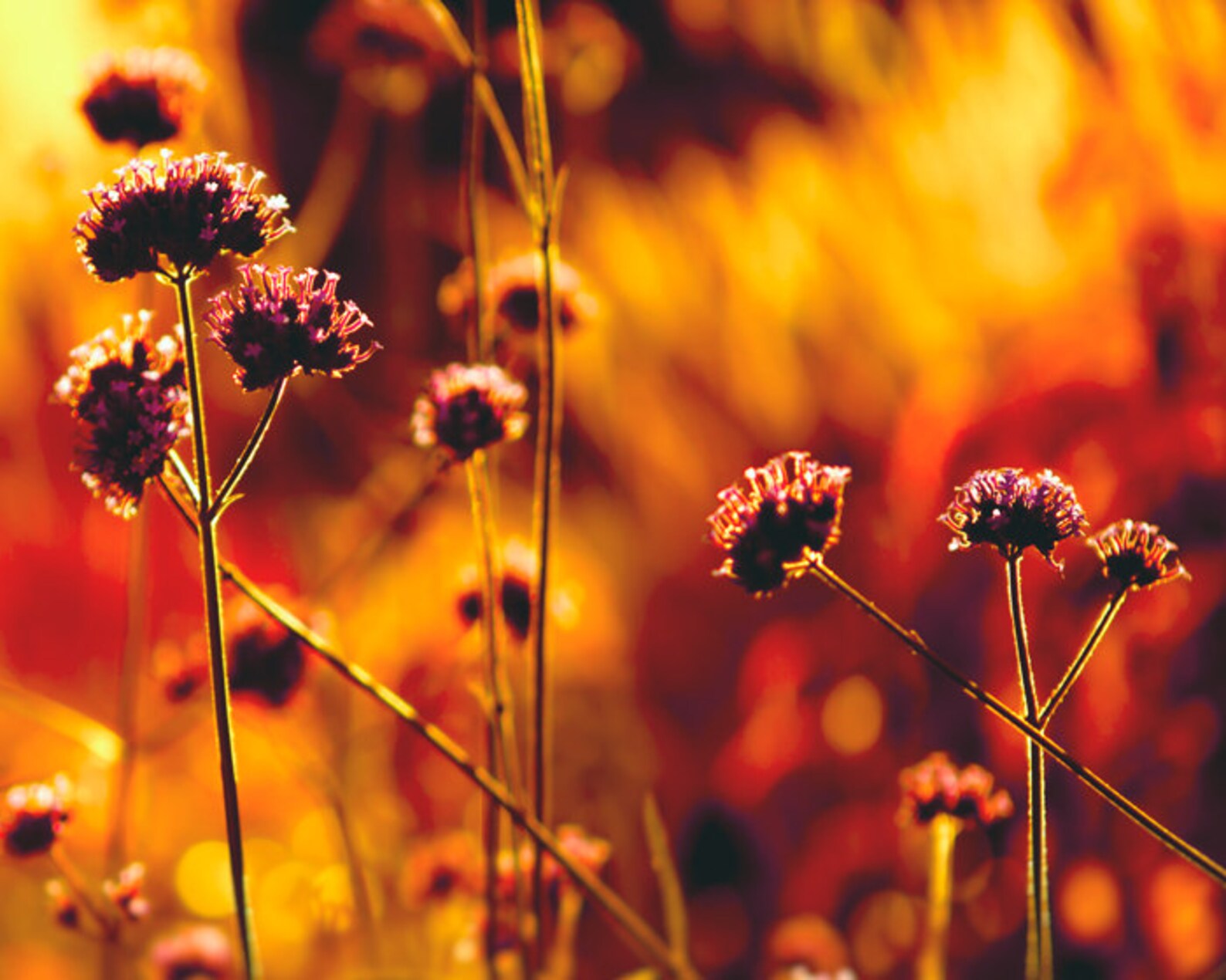 Pumpkin Orange Harvest Gold Burnt Orange Fall Flowers - Etsy