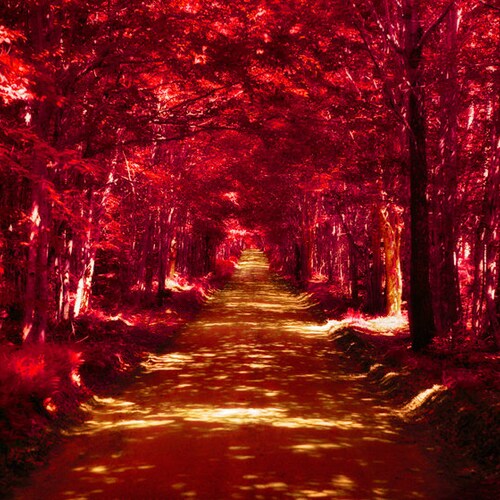 Autumn Leaves Dark Red Crimson Red and Black Earthtones - Etsy