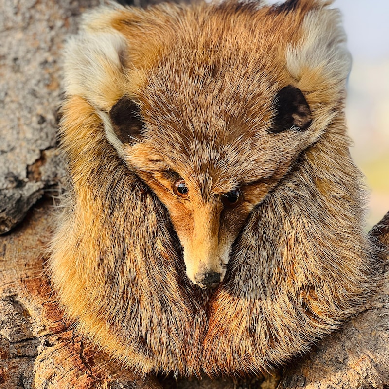 Fox Pelt Fur - Etsy UK
