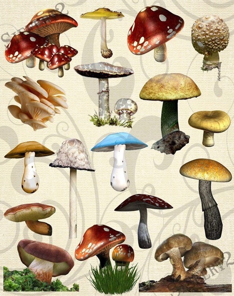 Mushrooms Collage Sheet 2mc Etsy