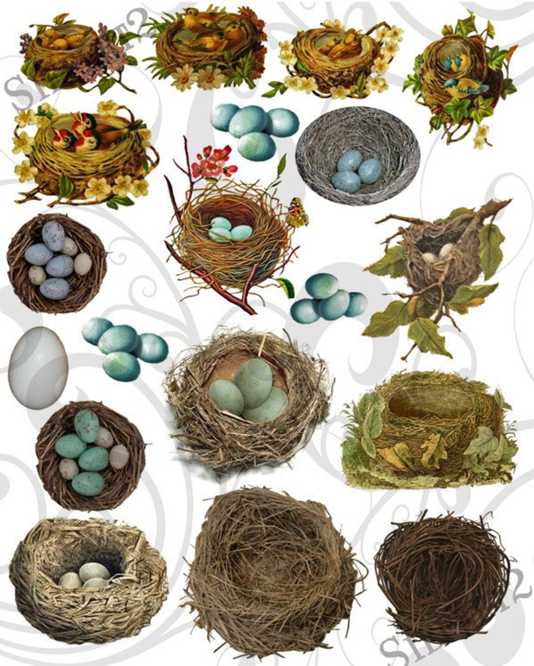 Collage Sheet Bird Nests 11 Bnc You Get a Jpeg Sheet as Well - Etsy