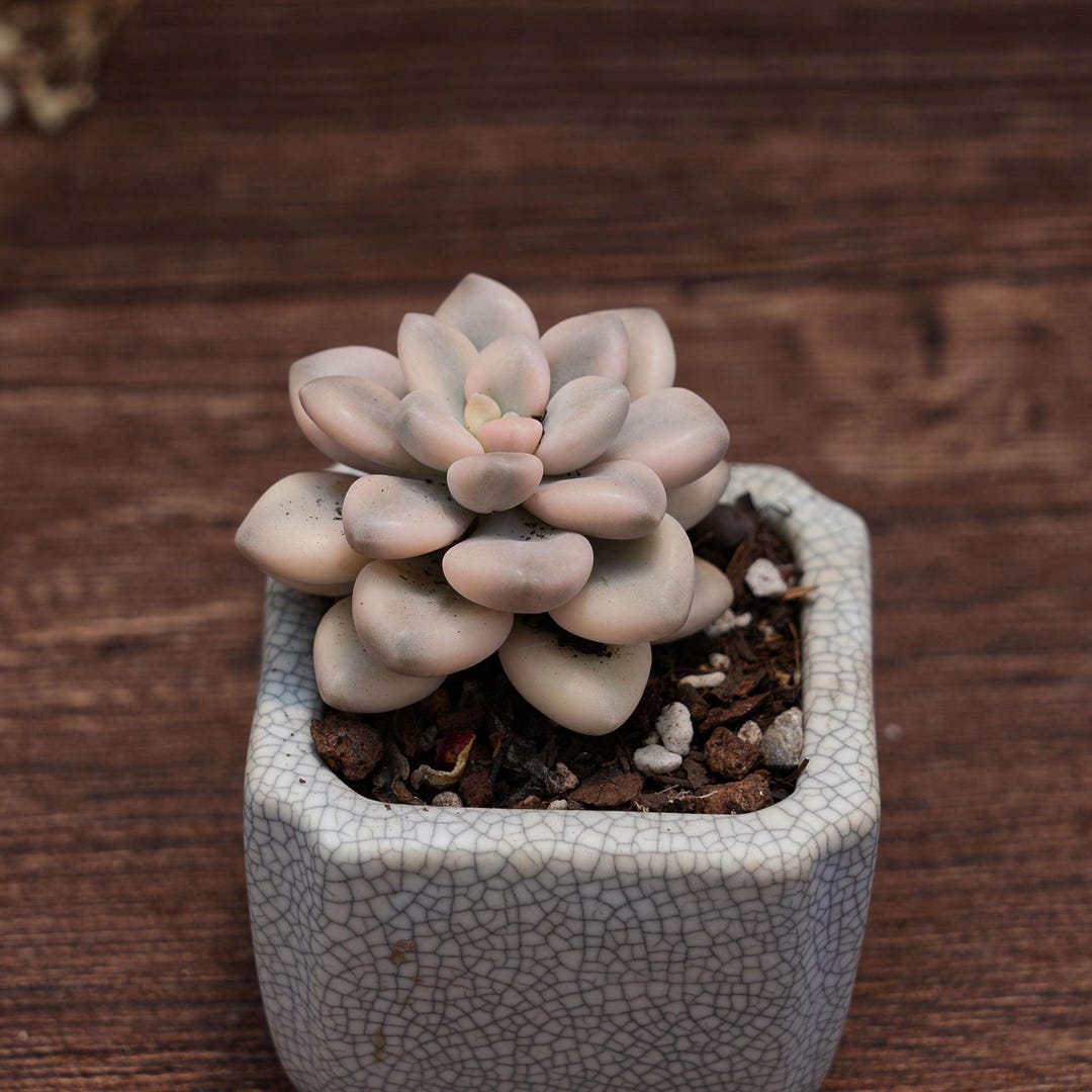 Graptopetalum Ellen Variegated, Live Succulent Plants - Etsy