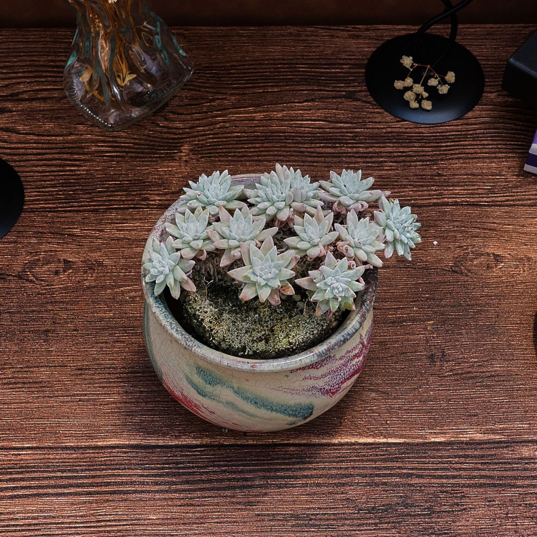 Dudleya Greenei White Sprite, Live Succulent Plants - Etsy