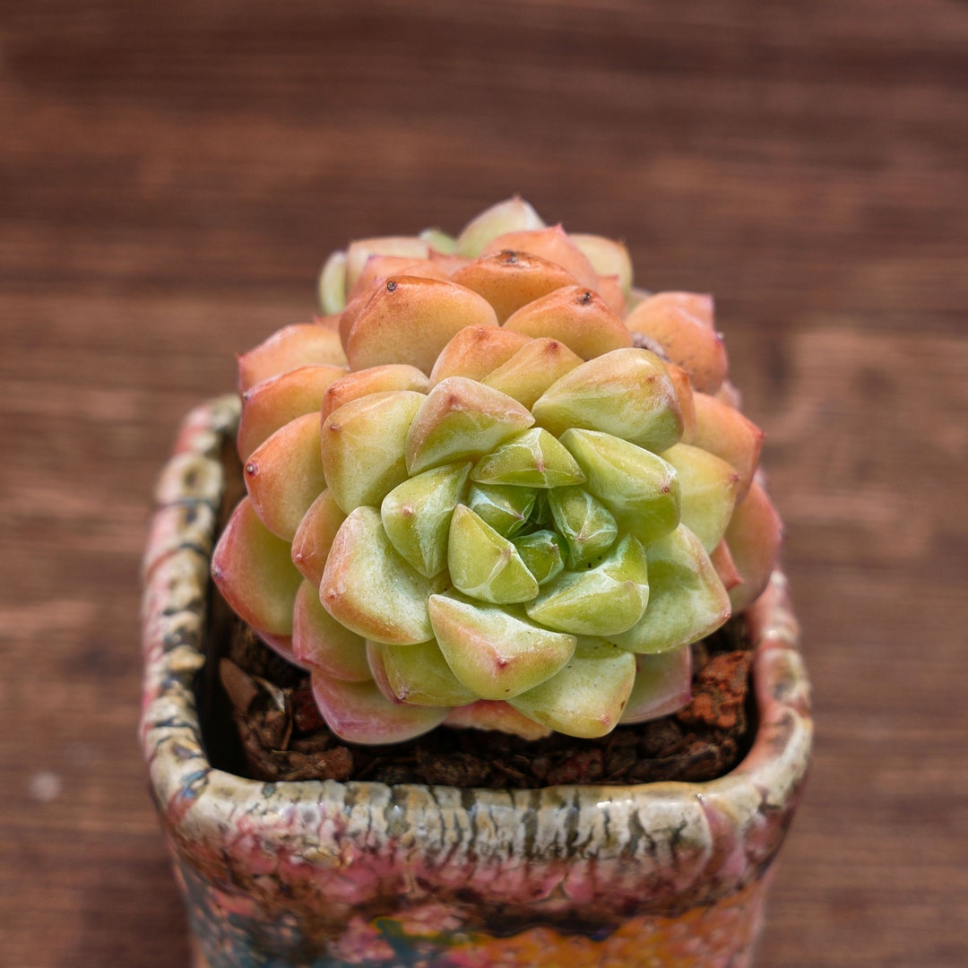 Echeveria Ice Grapes, Live Succulent Plants - Etsy