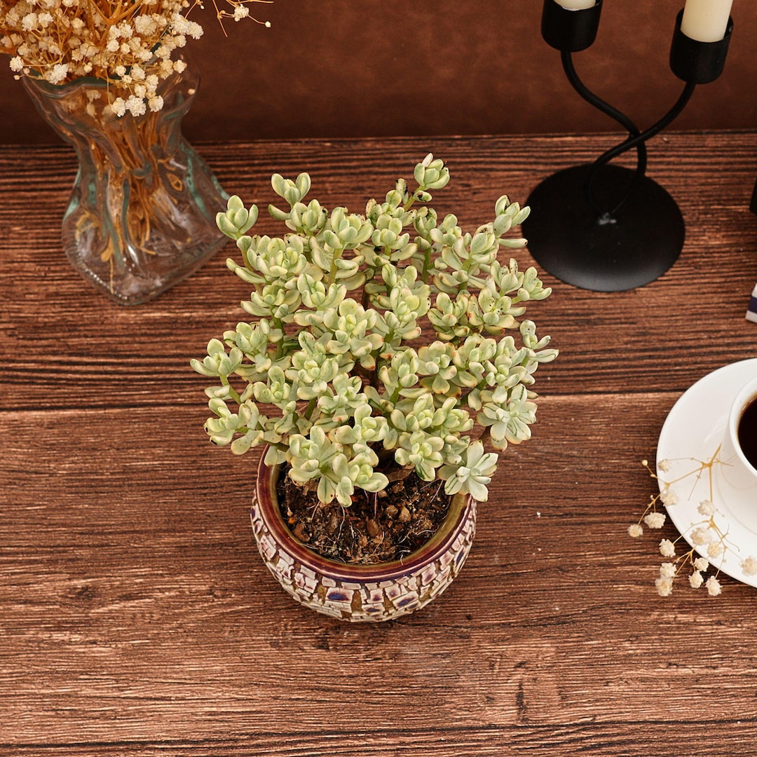 Sedum Jelly Bean Mickey Variegated, Live Succulent Plants - Etsy