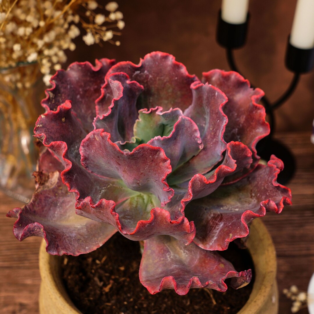 Echeveria Red Coral, Live Succulent Plants - Etsy