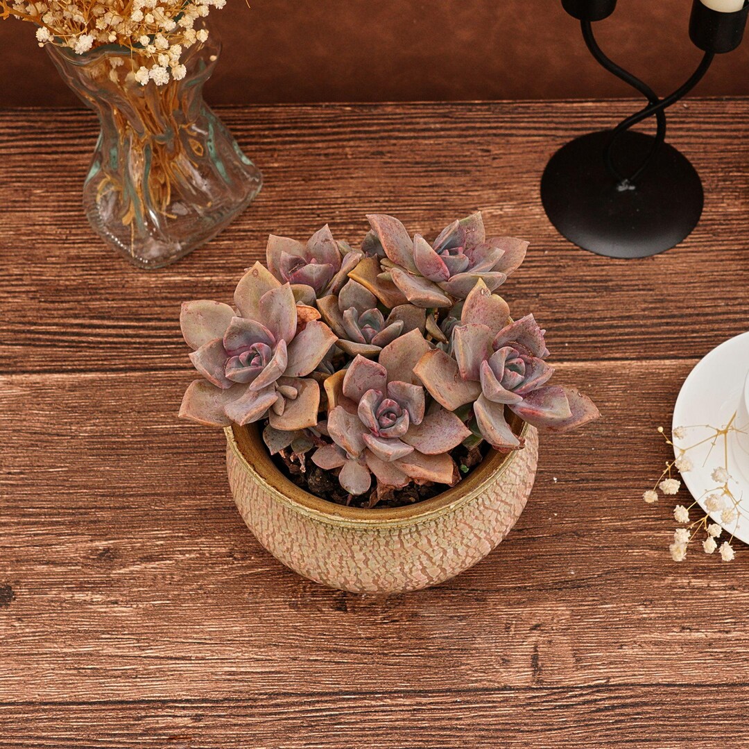 Graptoveria Gypsy, Live Succulent Plants - Etsy