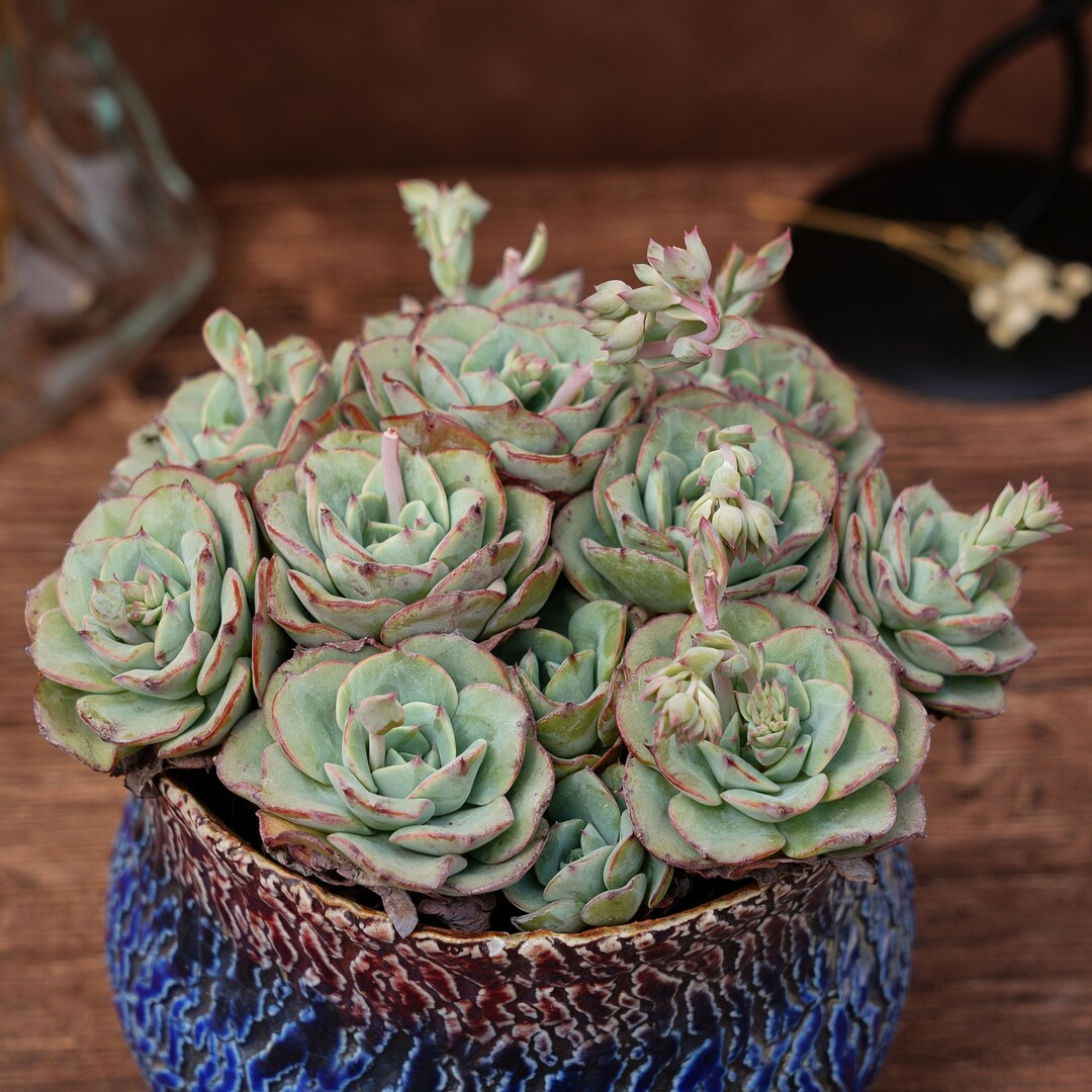Echeveria Atlantis, Live Succulent Plants - Etsy