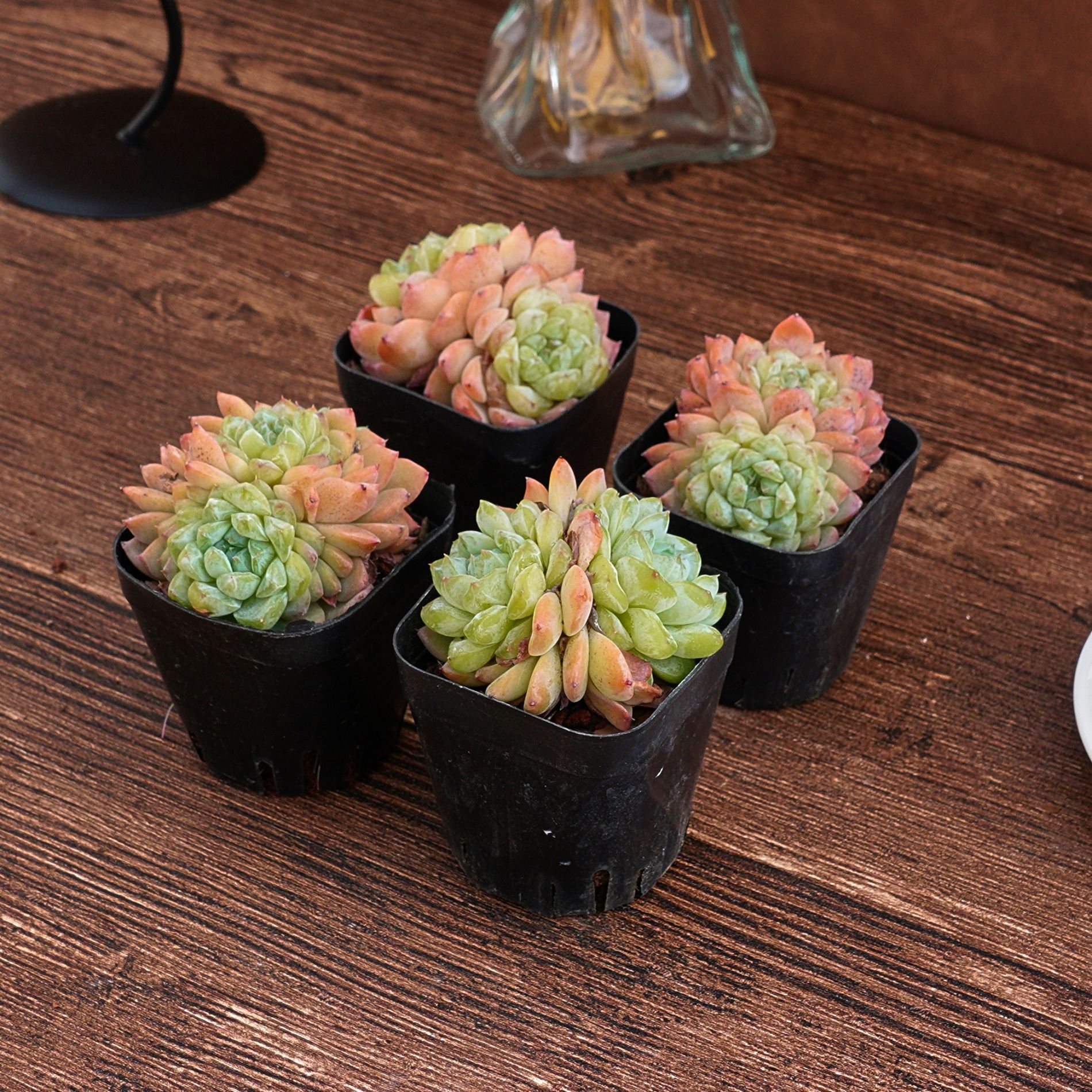 Echeveria Ice Grapes, Live Succulent Plants - Etsy