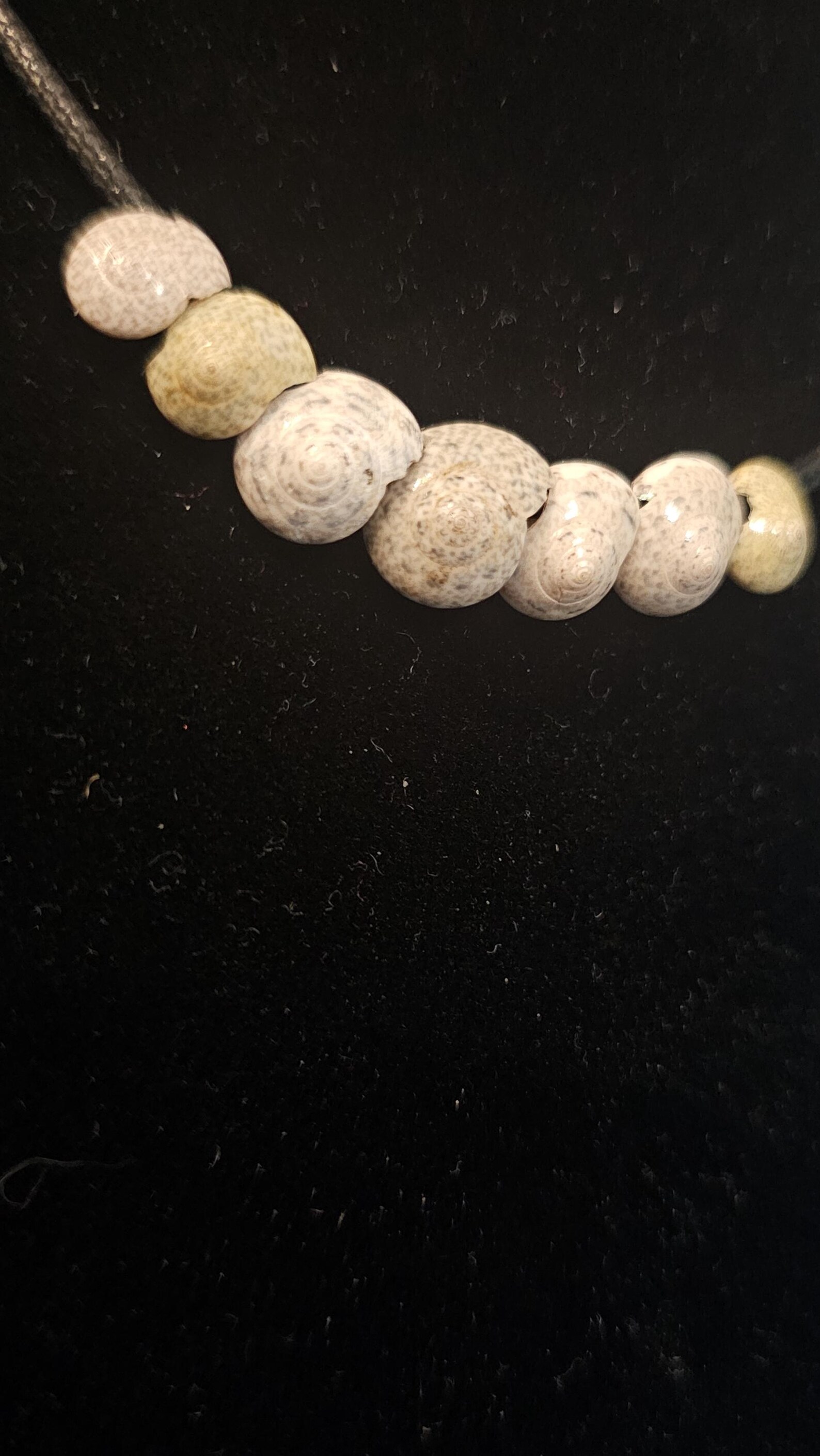 Shark Eye Shell Necklace - Etsy