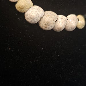 Shark Eye Shell Necklace - Etsy
