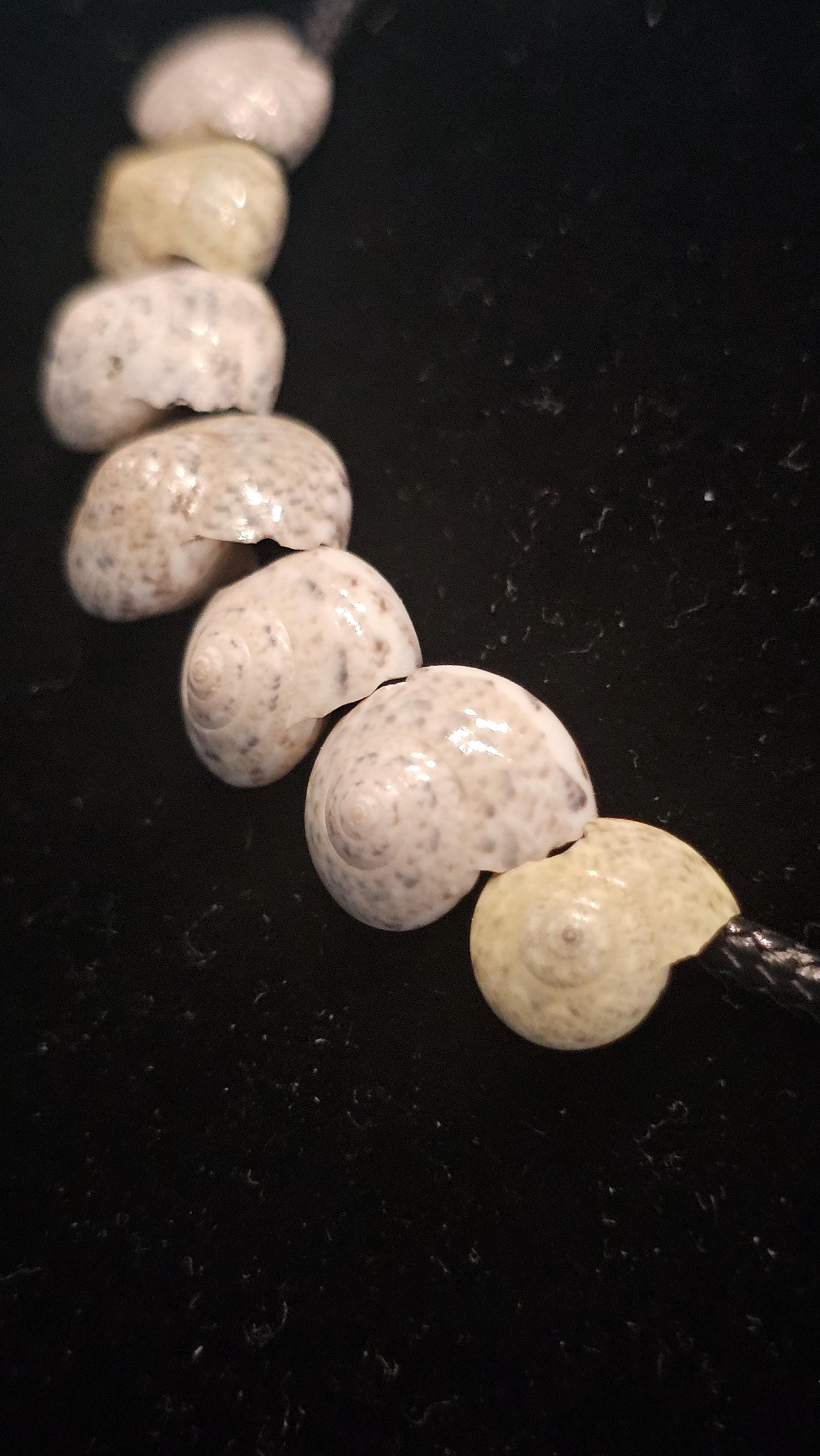 Shark Eye Shell Necklace - Etsy