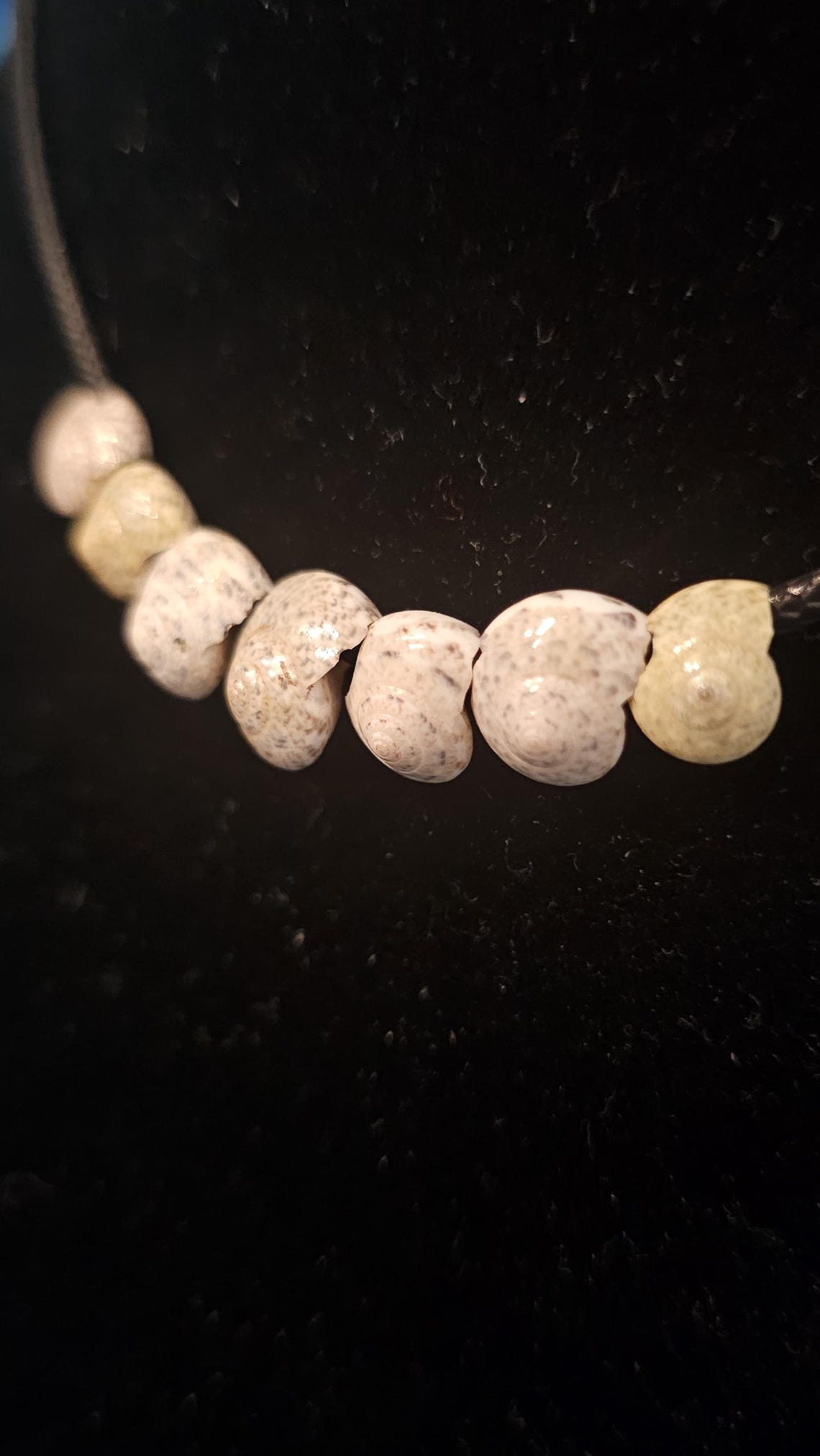Shark Eye Shell Necklace - Etsy