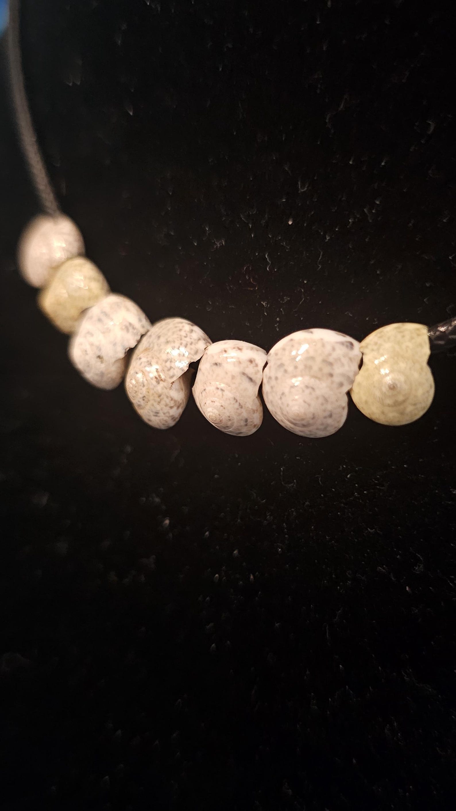 Shark Eye Shell Necklace - Etsy