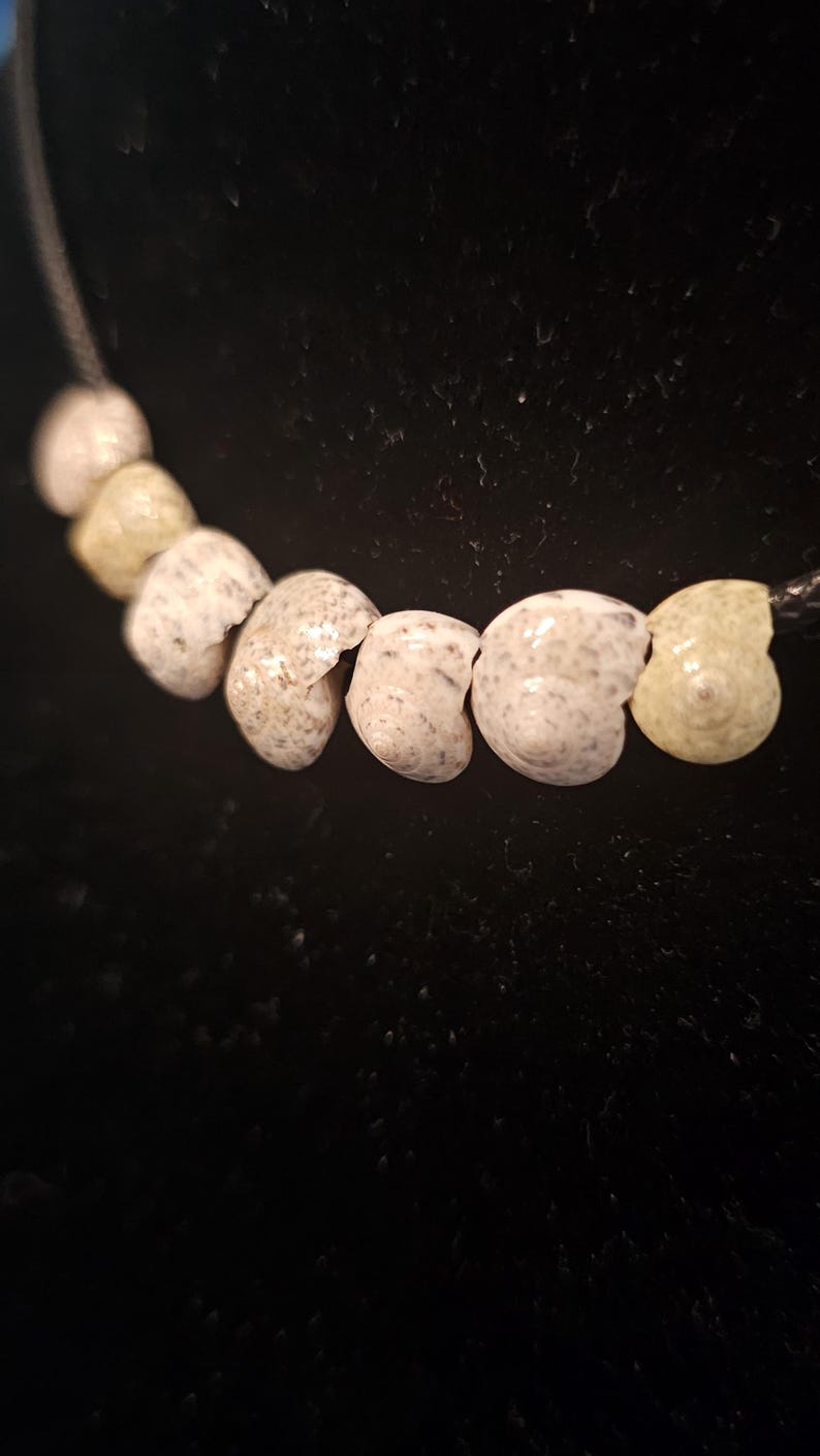 Shark Eye Shell Necklace - Etsy