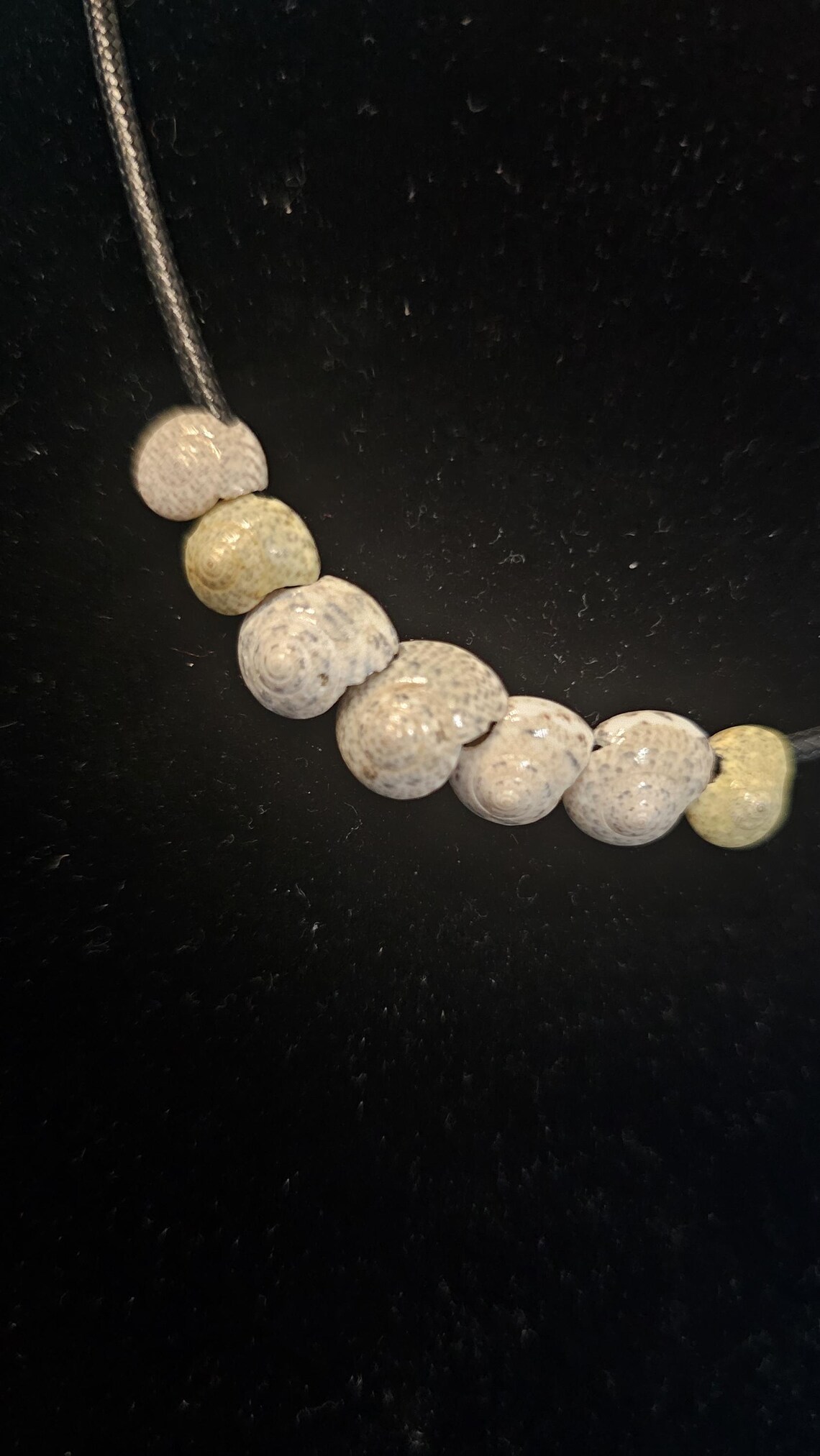 Shark Eye Shell Necklace - Etsy