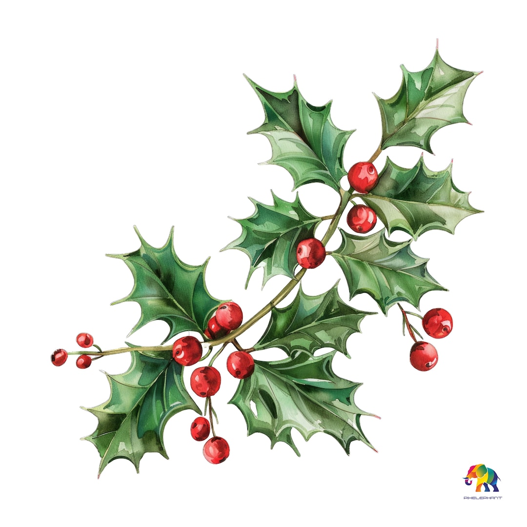 December Birth Month Flower Watercolor Holly Clip Art, 12x12 Inch PNG ...