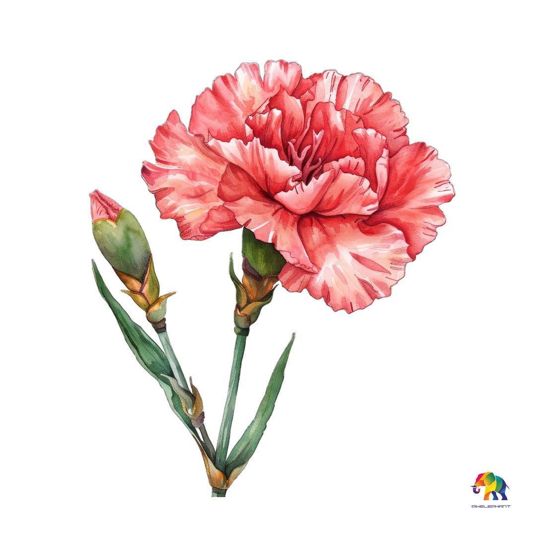 January Birth Month Flower Watercolor Carnation Clip Art, 12x12 Inch ...