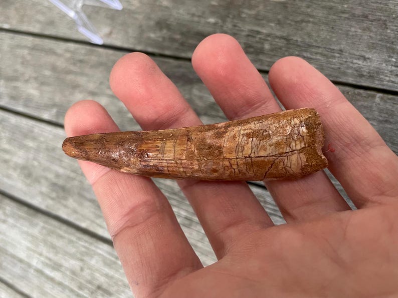 Spinosaurus Fossil Dino Tooth, Very Nice Size and Quality FREE SHIPPING ...