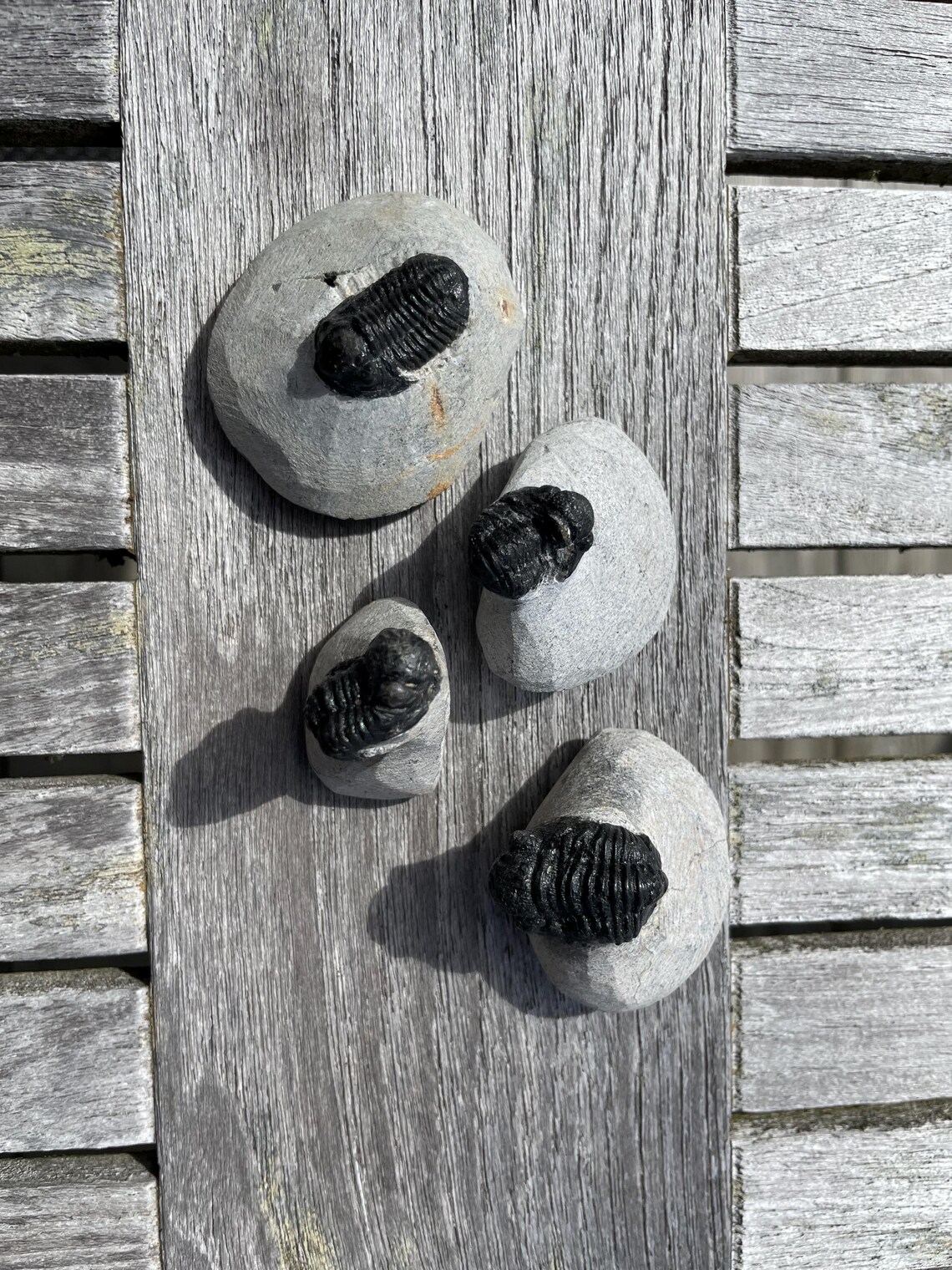 Proetidae Trilobite on Matrix, Premium Specimen - Etsy