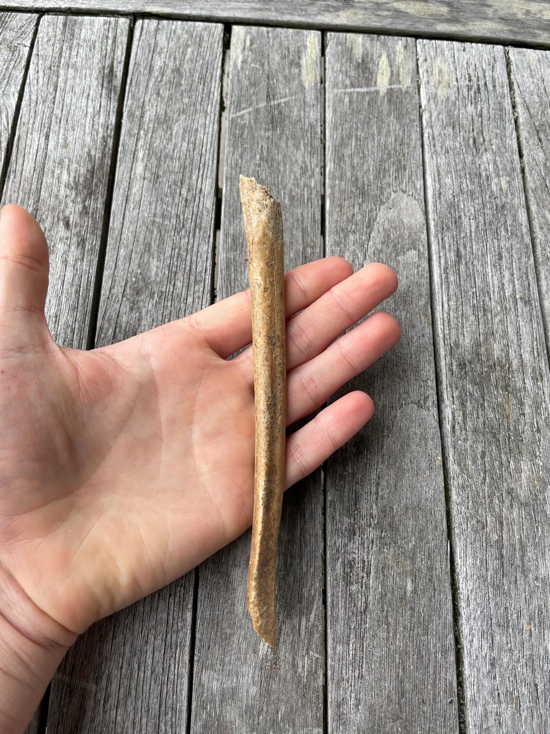 Cave Bear Rib, From France - Etsy