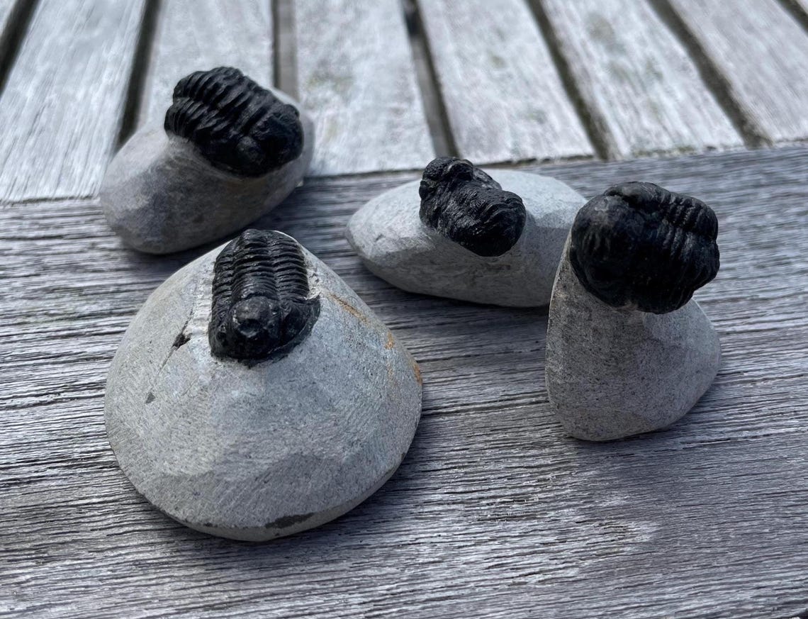 Proetidae Trilobite on Matrix, Premium Specimen - Etsy