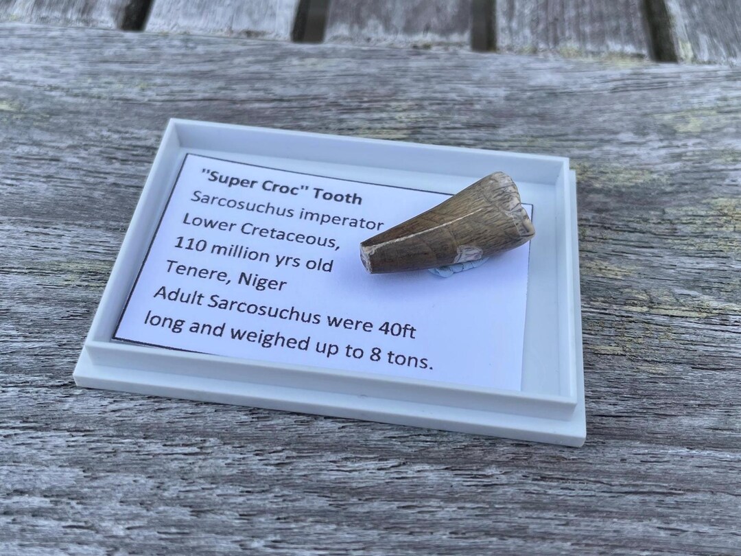 Fossil Tooth From Sarcosuchus super Croc, Perfect Gift - Etsy