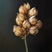 Dried Clover Flower Art Print, Dark Botanical Wall Decor (digital ...