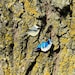 Bluejay Enamel Pin,enamel Pins,blue Jay Pin,bluejay,origami Bird,bird ...