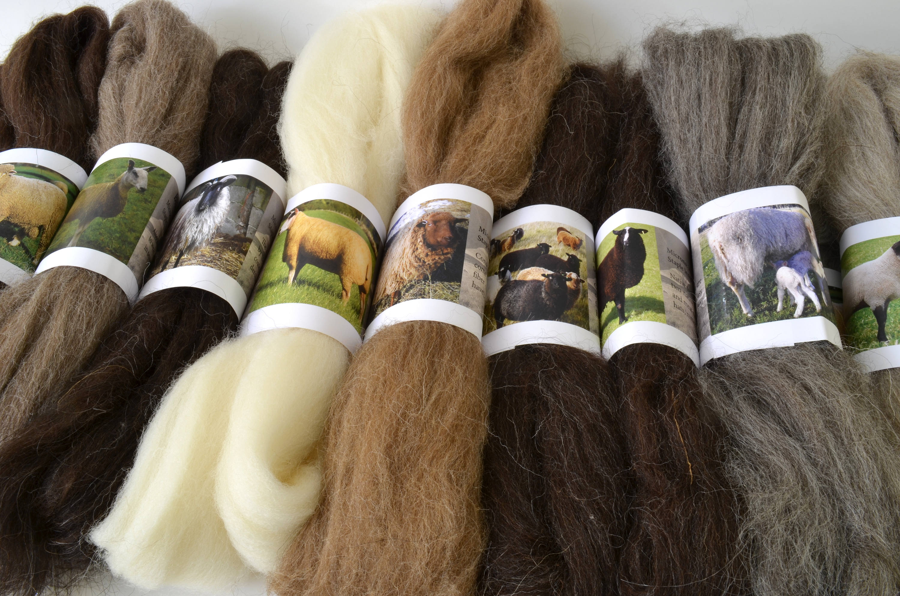 40 Sheep Breed Study Samples Combed Top Wool Fibre 1 Kilo | Etsy