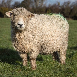 Devon Longwool Top 100g Wool Roving Spinning Fibre Felting Hand Spinning Rare Breed - Etsy