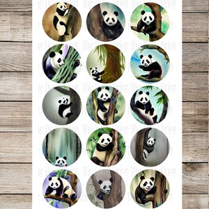 Panda Bears, Panda Collage, Cute Panda Bears, Jungle Scene , Instant ...