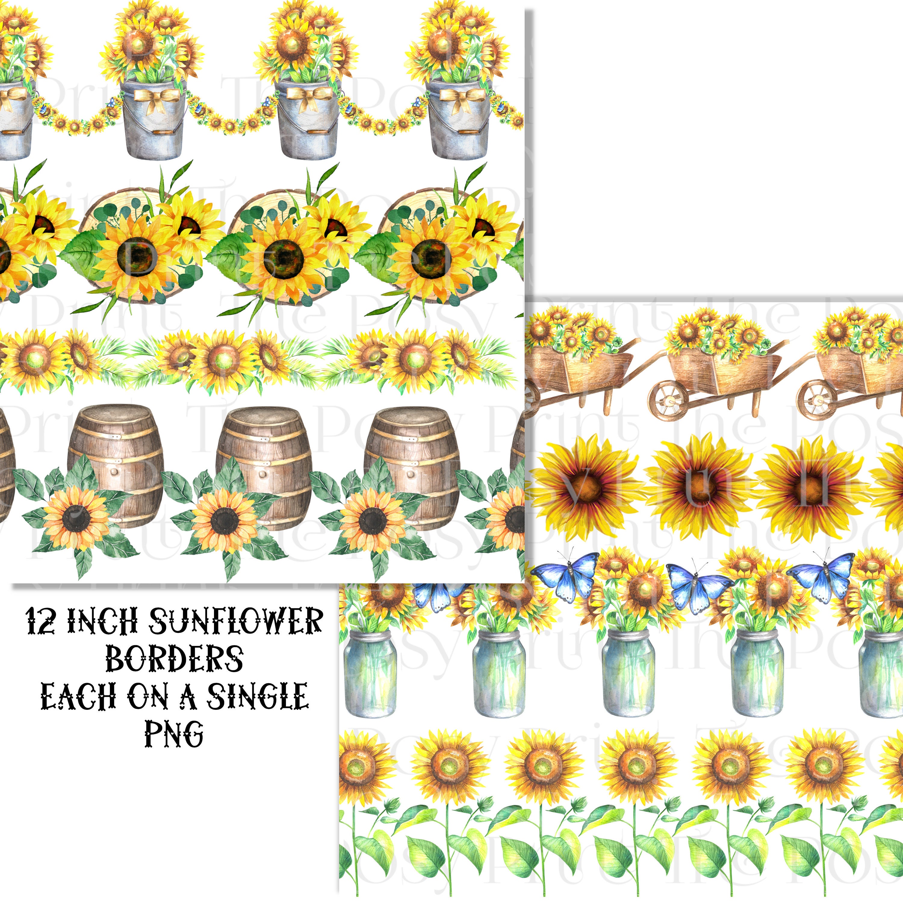 Single Sunflower Border